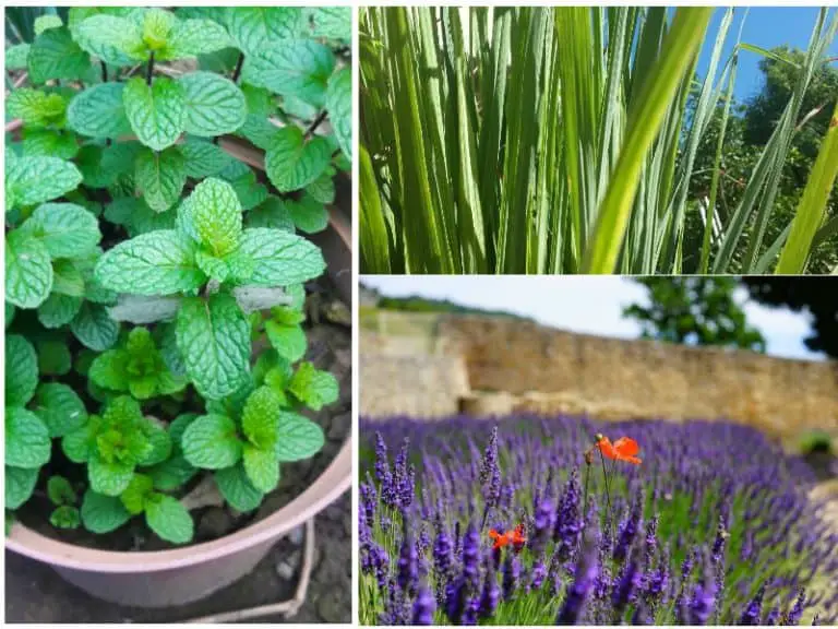 10 Badass Backyard ideas that won't leave you in debt for the next 6 years.